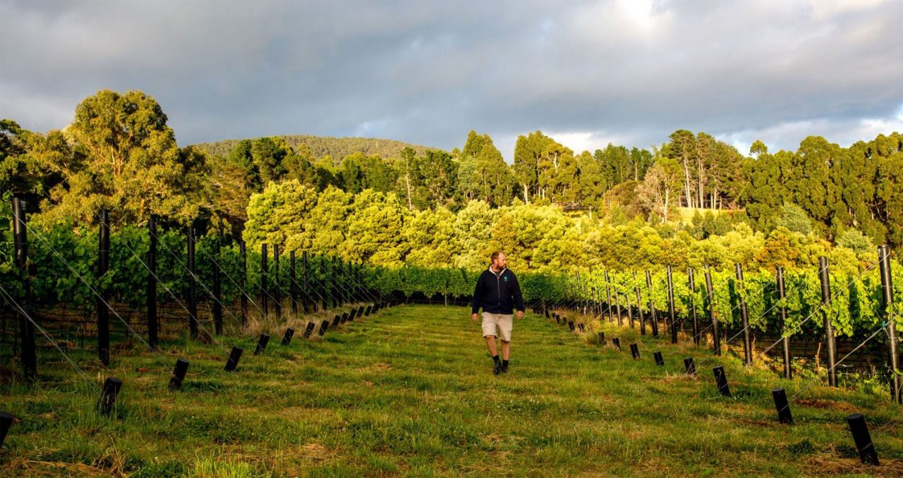 Mewstone - Waters Wine Company