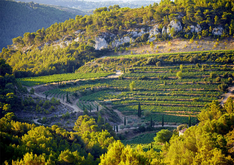 Chateau de Pibarnon - Benchmark Rose - Waters Wine Company