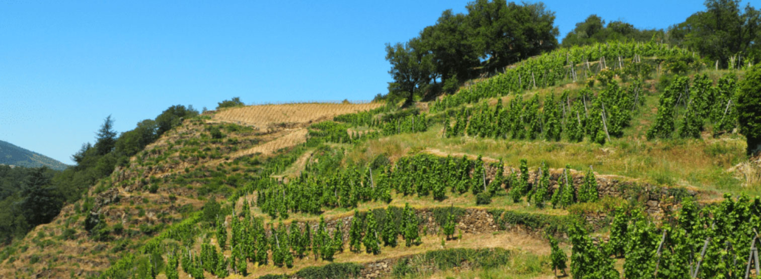 Understanding Soave - the grapes and the sites - Waters Wine Company